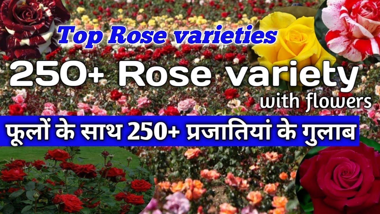 Rose Garden : 250+ Rose Variety With Flowers || Rose Flower 🔥🔥 - YouTube