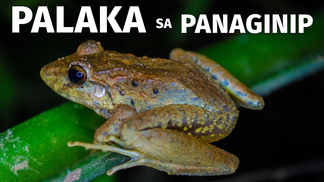 NANAGINIP KA NA BA NG PALAKA? ALAMIN ANG KAHULUGAN NITO! - YouTube