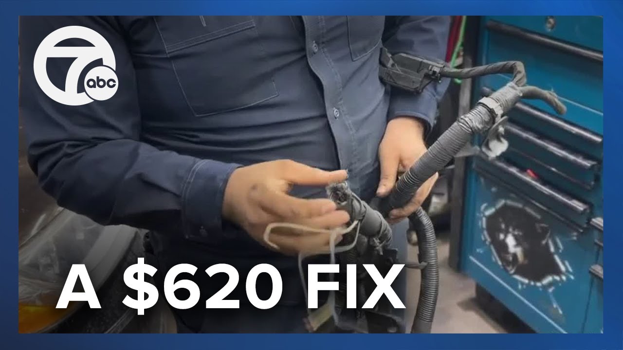 Rats! Metro Detroiters spending hundreds after rodents chewed through ...