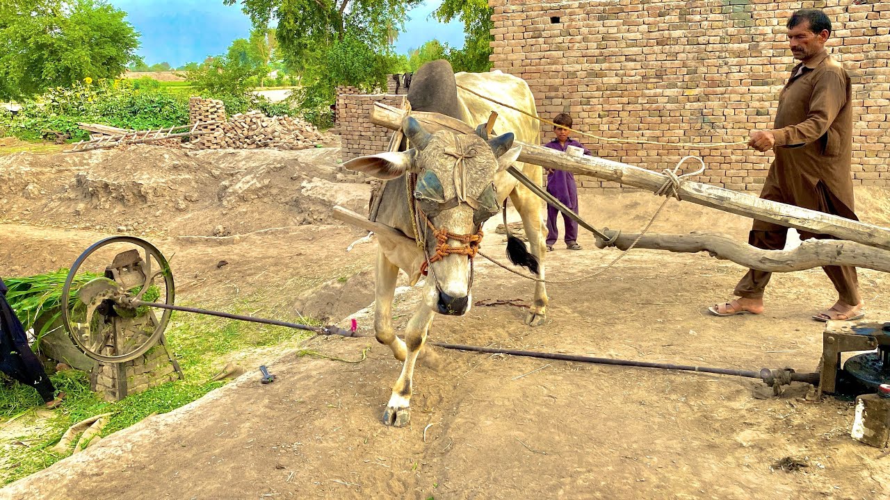 chaff cutting machine operating with oxen || old Desi technology - YouTube