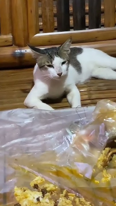 Meaw Meow Meaw Billie Eilish 😸 - YouTube