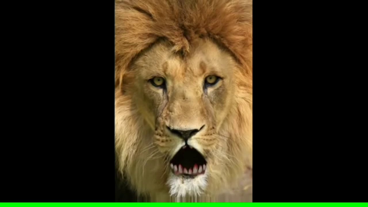 Laughing lion in jungle - YouTube