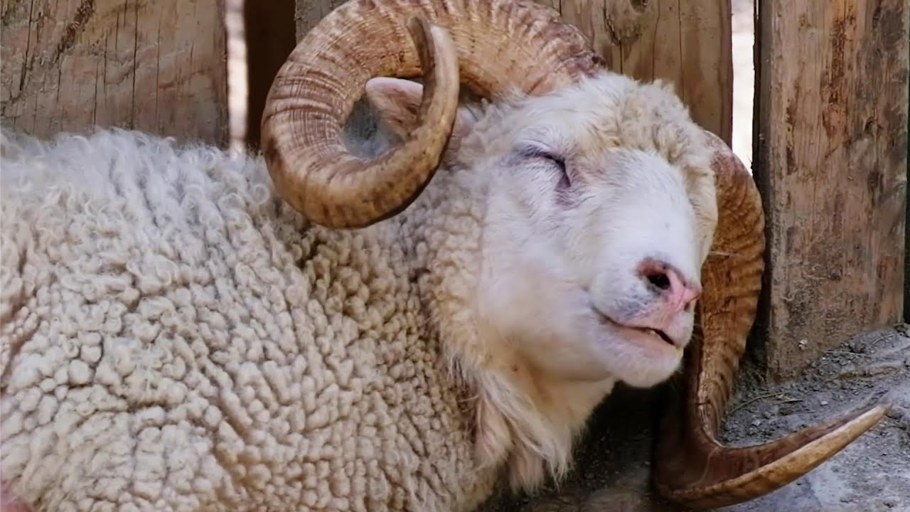 innocent: Start Bleating Knitting (Posh Ram) - YouTube