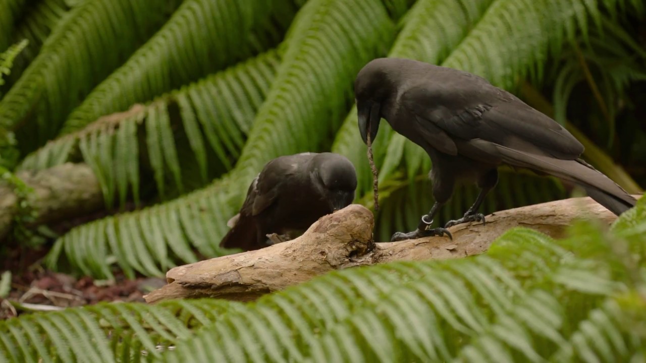 Crafty crows: master tool users from the tropics - Summer Science ...