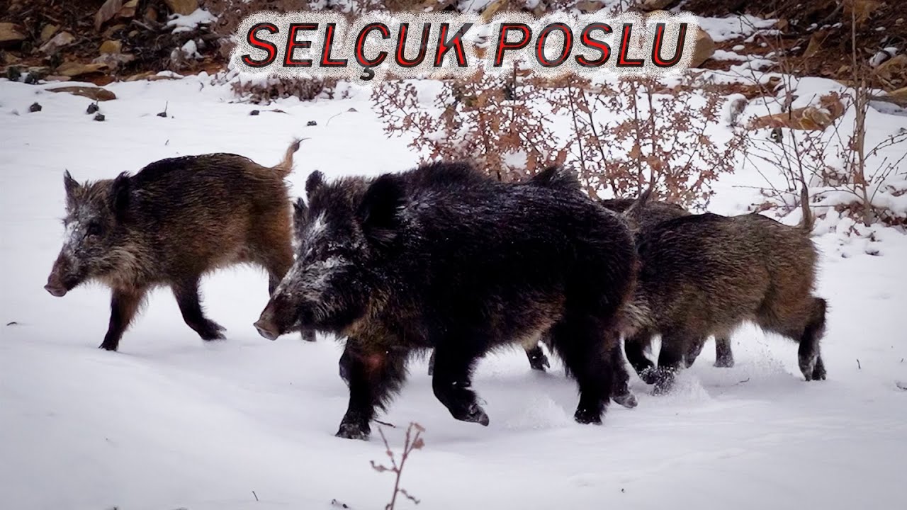 MÜKEMMEL YABAN DOMUZ AVI-BEST WILD BOAR HUNTING COMPILATION # ...