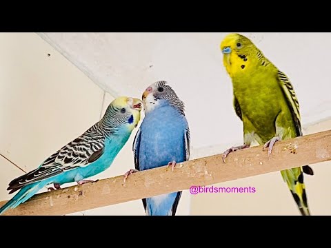 Budgie family. Topaz the baby budgie (Age 32 days) with Turquoise and ...