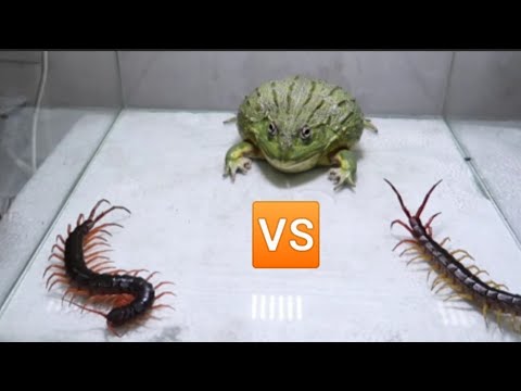 frog 🐸🆚 Centipede🦂 - YouTube