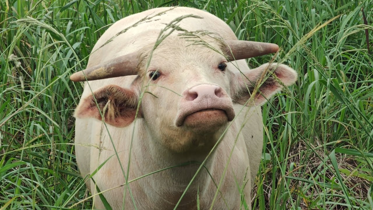 Chinese White Buffalo | Amazing Animals | Buffalo | Nature - YouTube