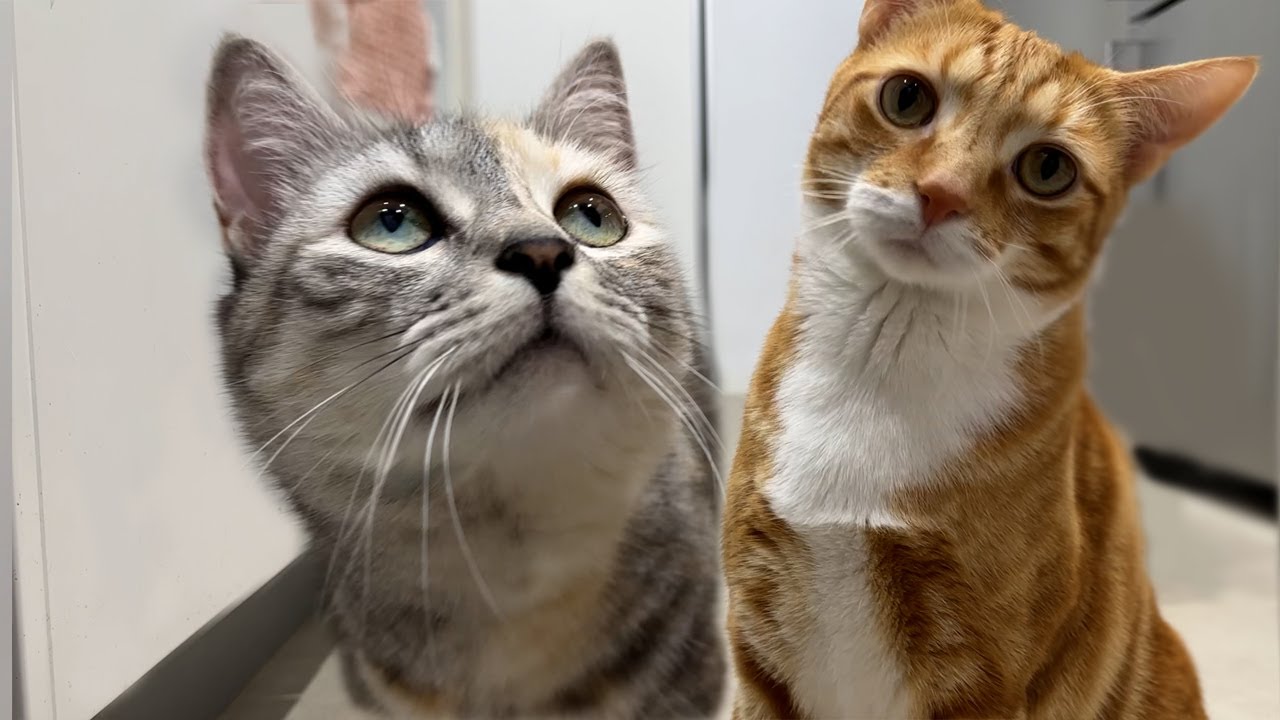 Impatient cats wait for... #cat #cutecat #catvideos #cattreats - YouTube