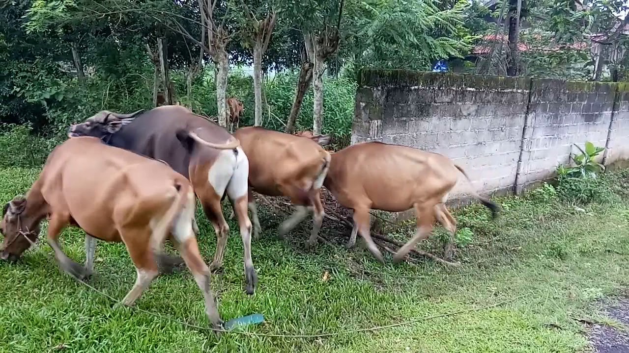 CARA JITU TERNAK SAPI BALI LEPAS LIAR TANPA DI ARITIN RUMPUT | 100% ...
