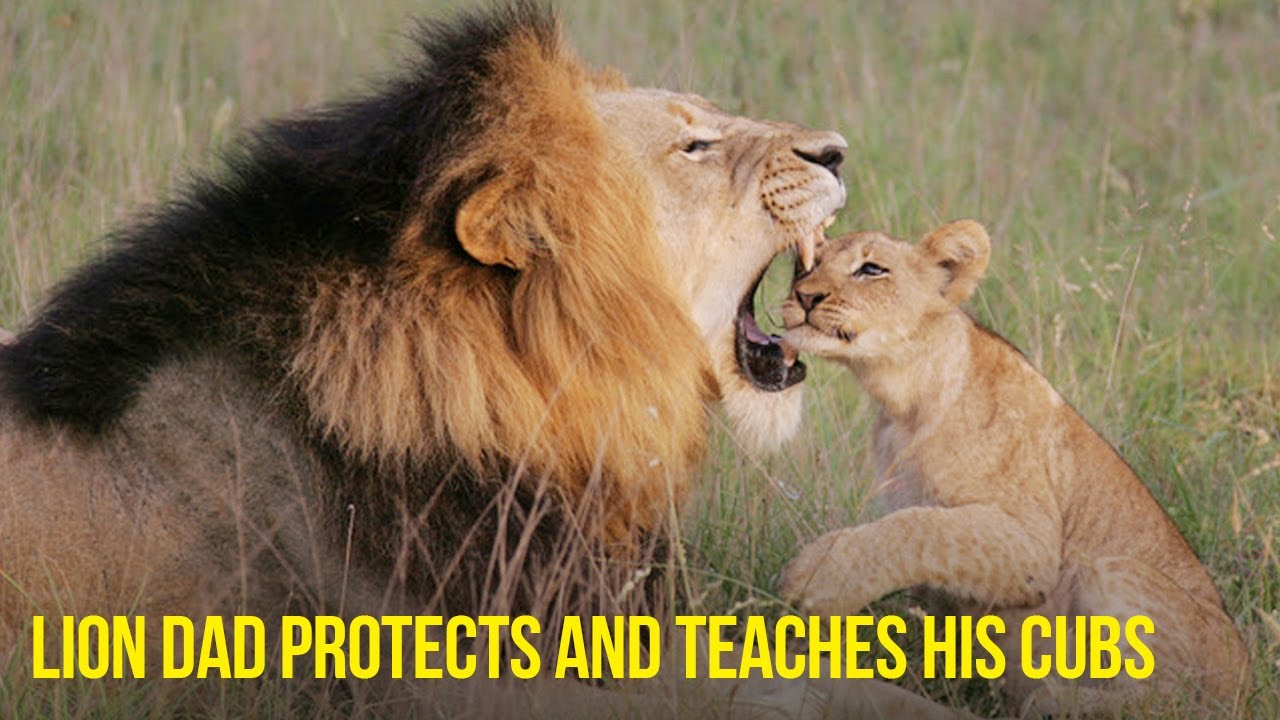 How a lion dad protects and teaches his cubs to survive in the wild 💖 ...