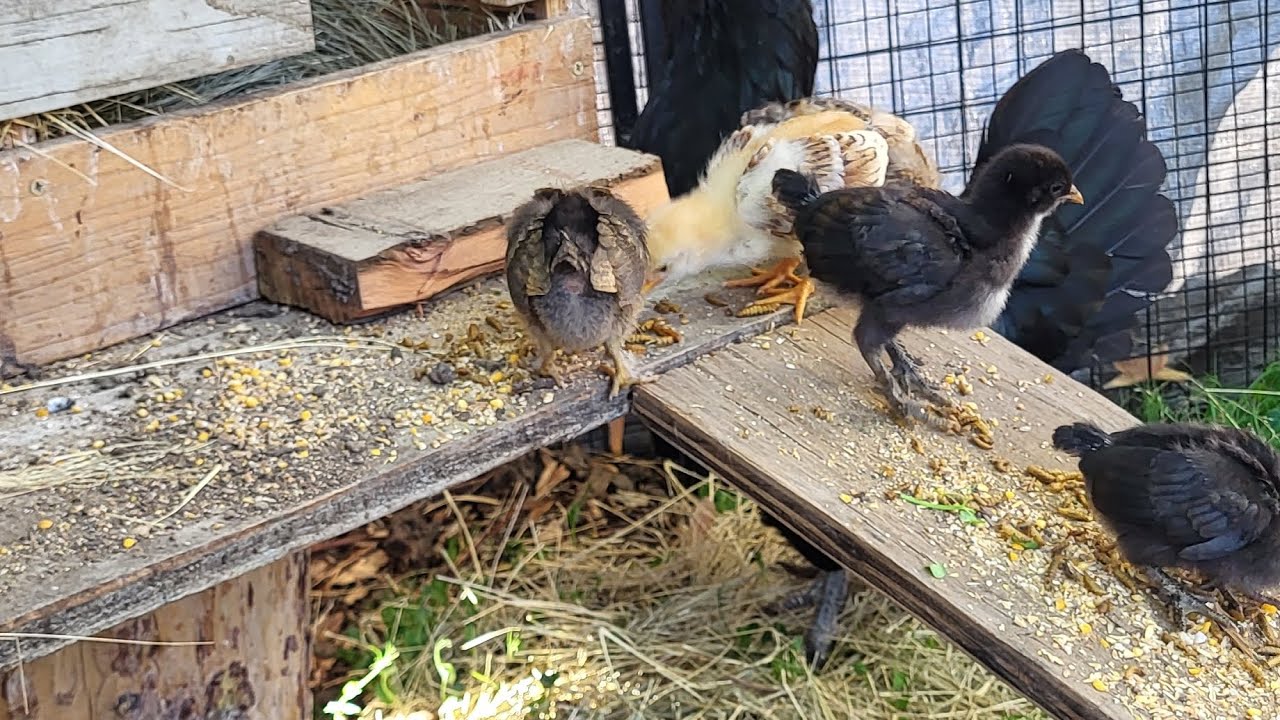 Say goodnight🐣🐣🐣🐣🐣. chick's head up the ramp and off to bed ...