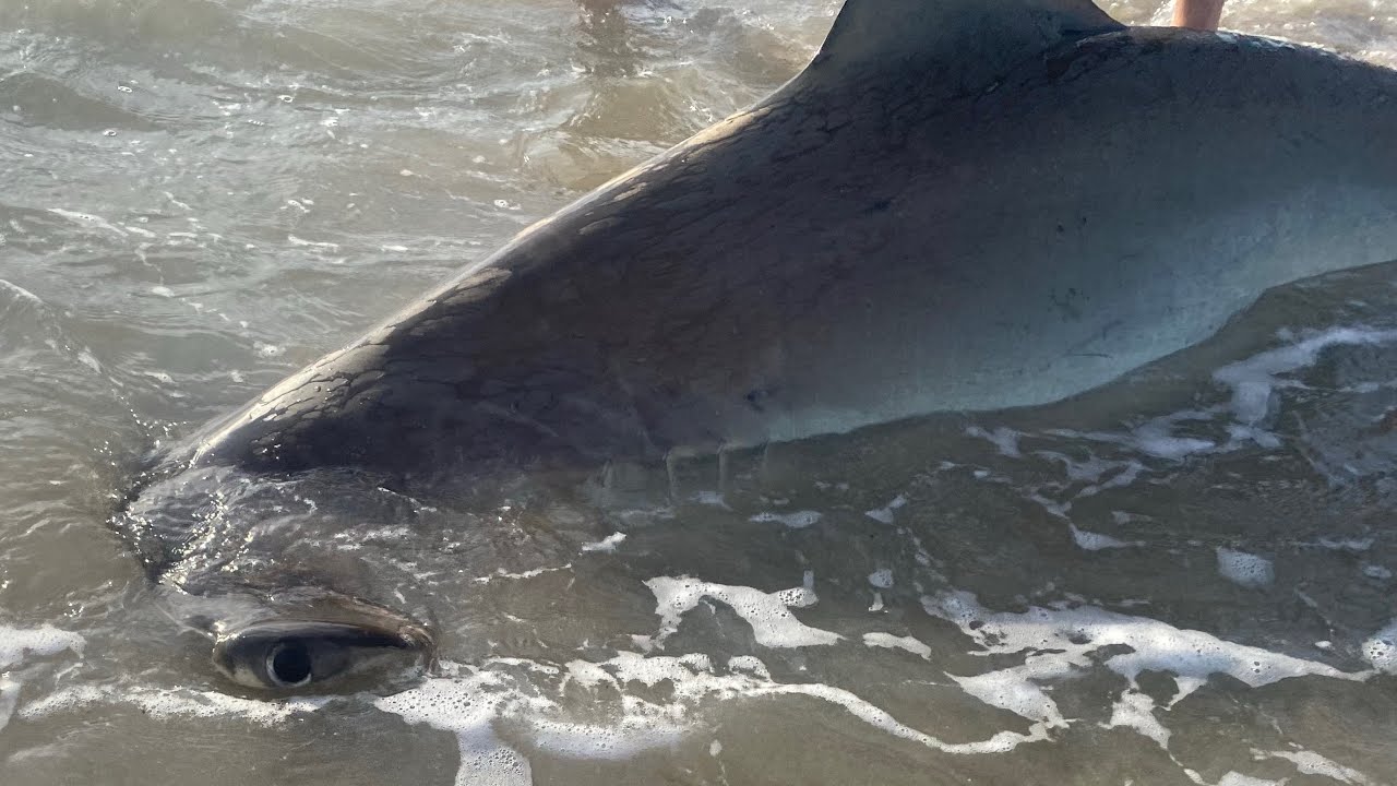 The Thrill of Land Based Shark Fishing! - YouTube