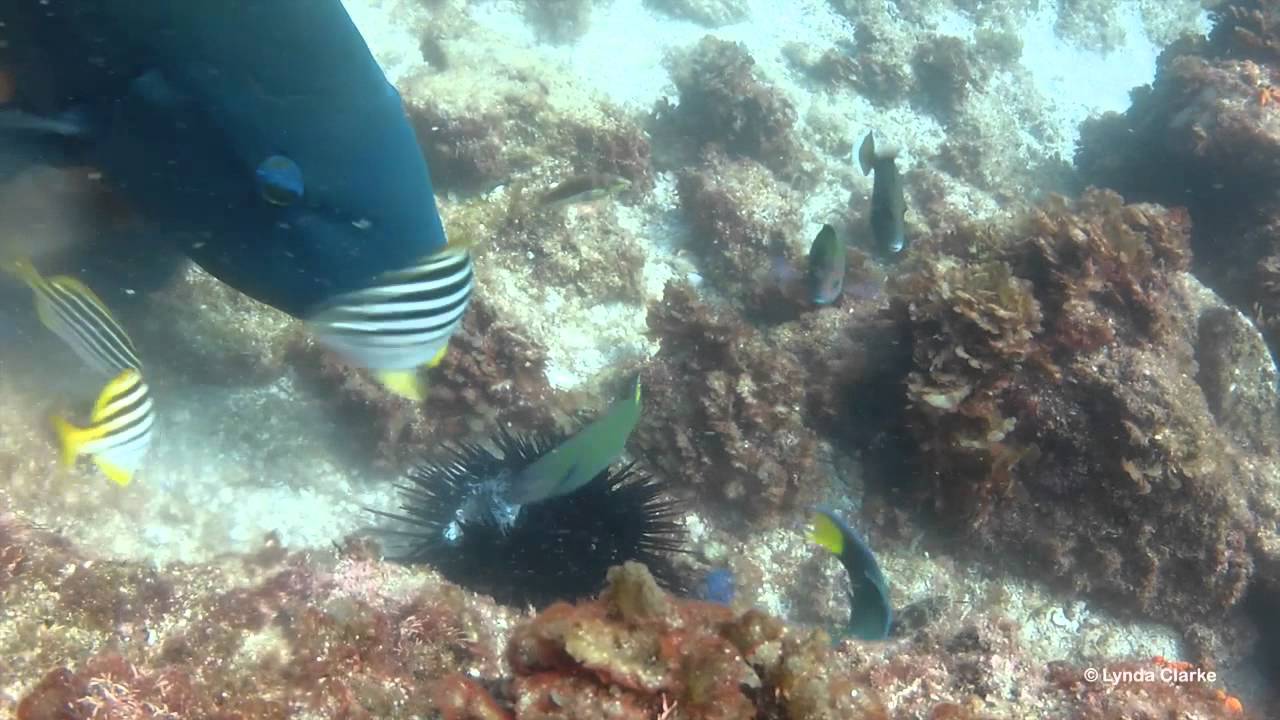 Eastern Blue Groper, Achoerodus viridis - YouTube