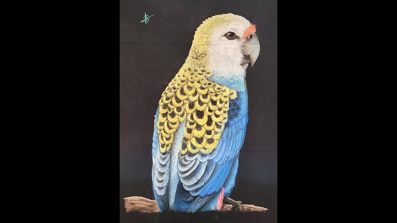 Pale-headed Rosella Chalk drawing Hyperlapse - YouTube