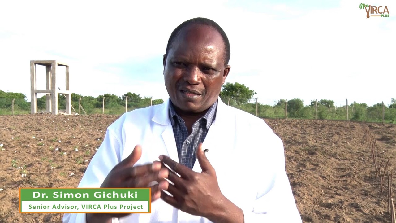 Planting GM Cassava Plantlets Best Practice - YouTube