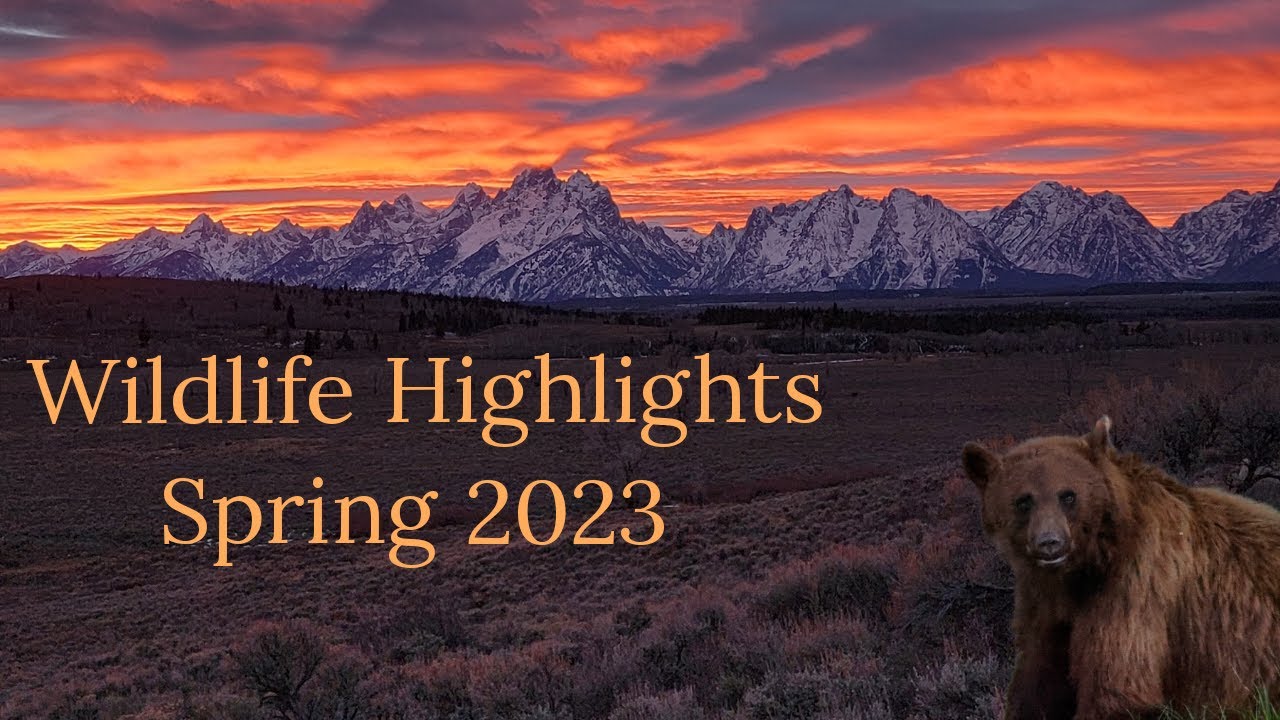 Spring Wildlife Highlights 2023 - YouTube