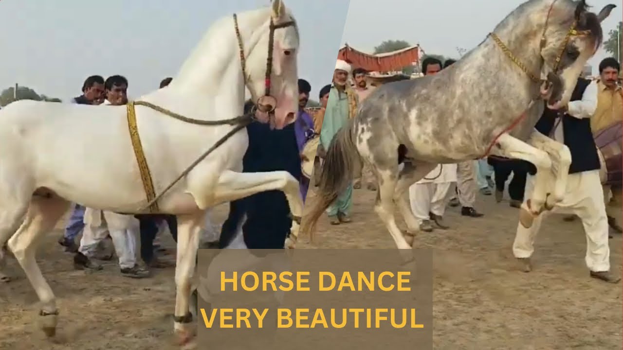 Horse Dance Competition Between Two Horses 😇🐴🐎🐴😇 - YouTube