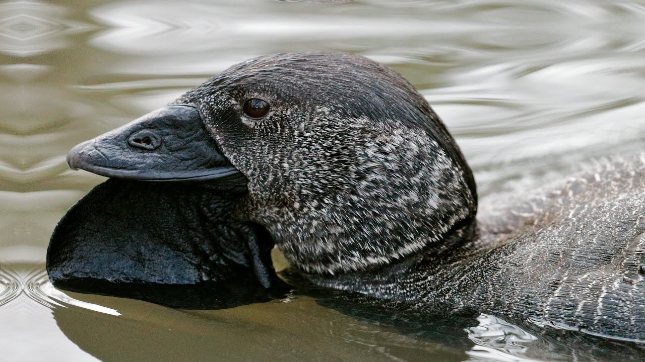 This Talking Musk Duck Learned To Swear Like Humans You Bloody Fool this-talking-musk-duck-learned-to-swear-like-humans-you-bloody-fool