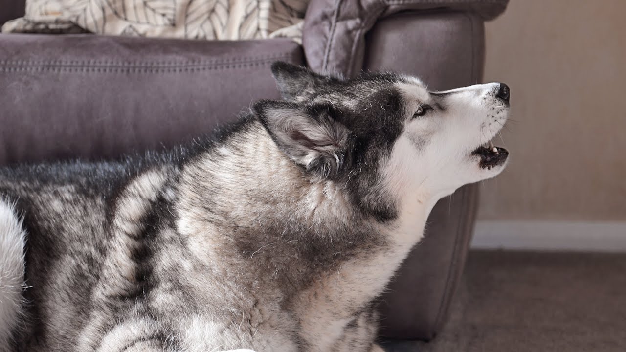 Husky Has An Argument With His Best Friend! - YouTube