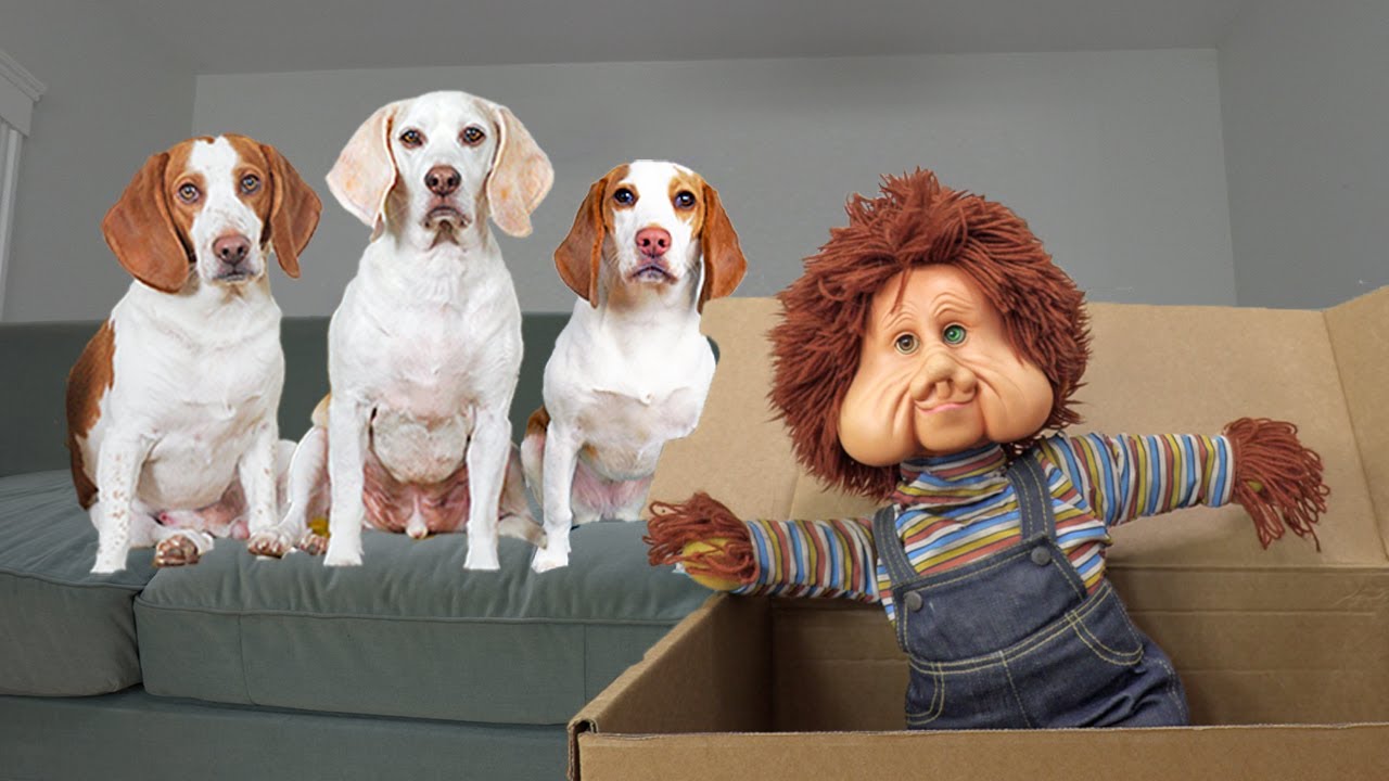 Dogs Surprised with Creepiest Fofão Doll Ever! Funny Dogs Maymo, Potpie ...
