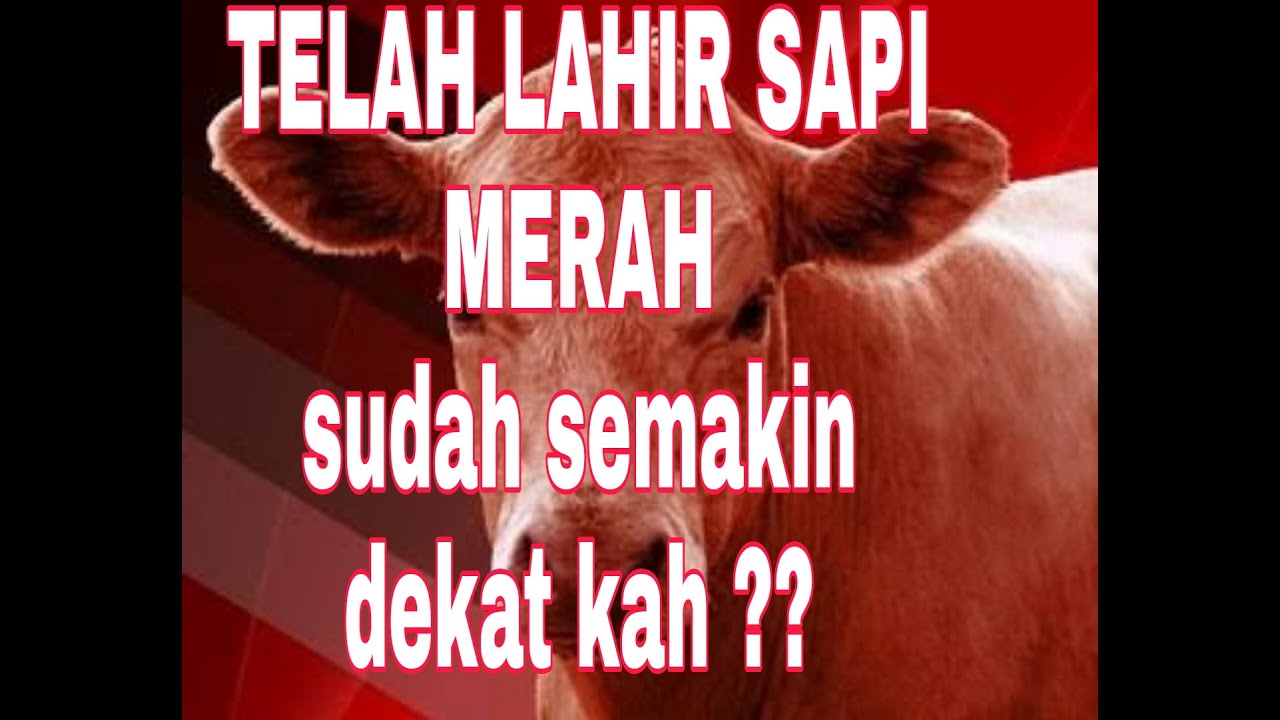 Heboh_ telah lahir sempurna sapi merah Israel, Tanda kedatangan Dajjal ...