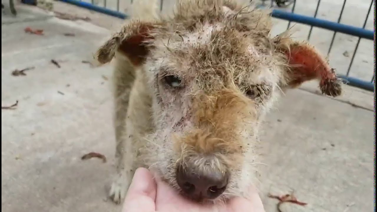 Sabai Dog introduction - YouTube