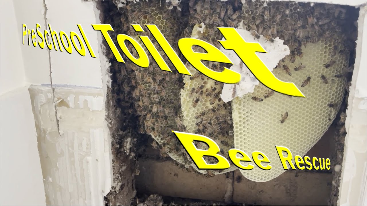 Preschool Bee Rescue! Bees in the wall of the bathroom. - YouTube
