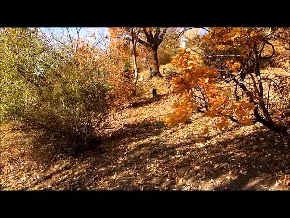 Kuma and the pugs - YouTube