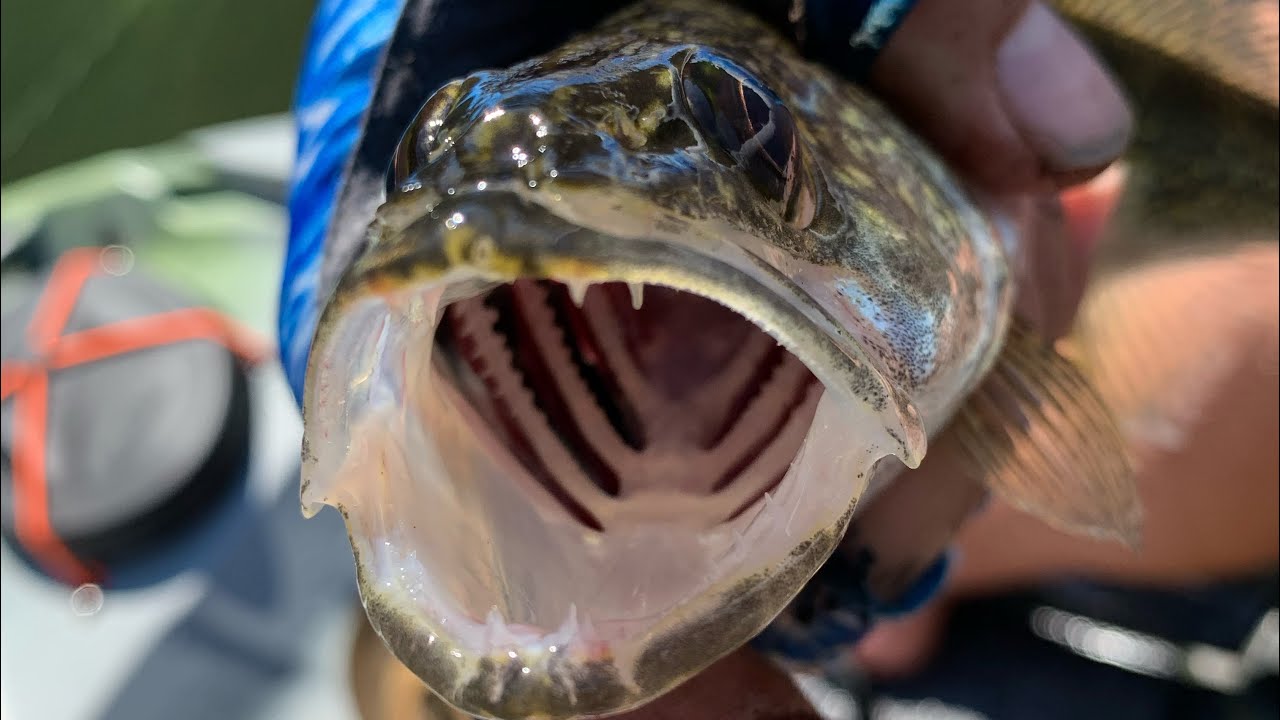How to catch WALLEYE on WORMS! Center Hill Dam, Tennessee! - YouTube