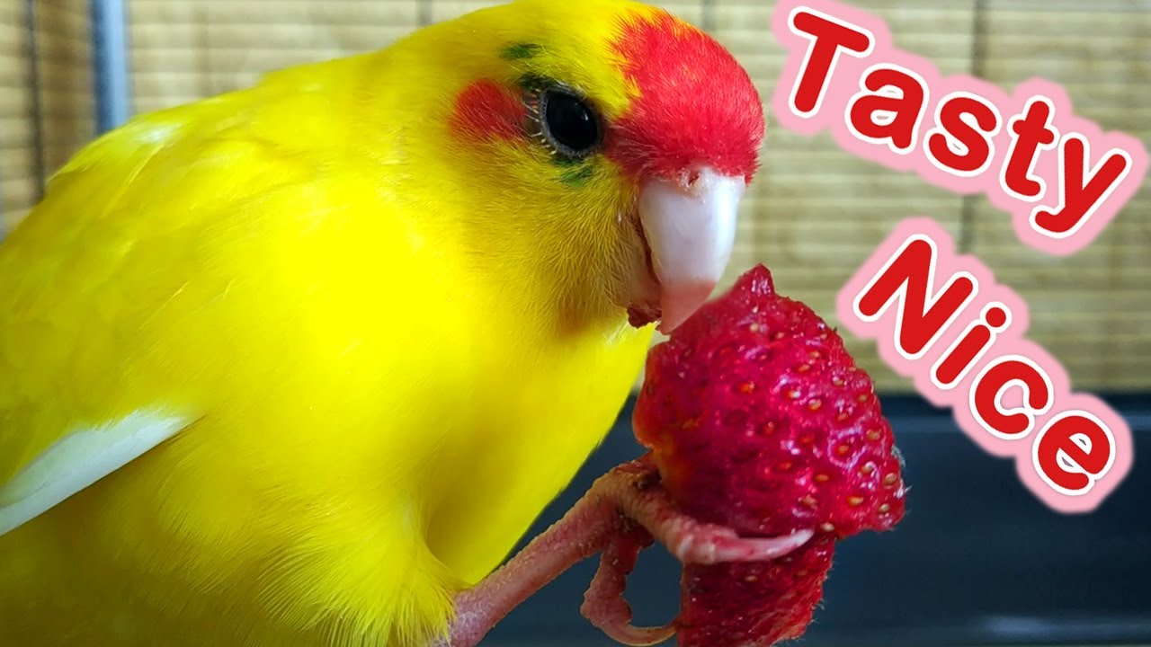 Kakarirki Eating Strawberries🍓 My cute parrots - YouTube