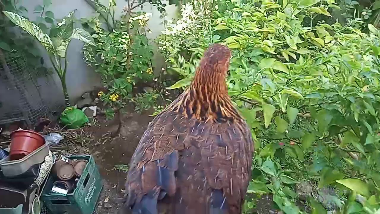 Pagkain ng manok para mabilis tumaba /Ano ang sekretong pagkain ng ...