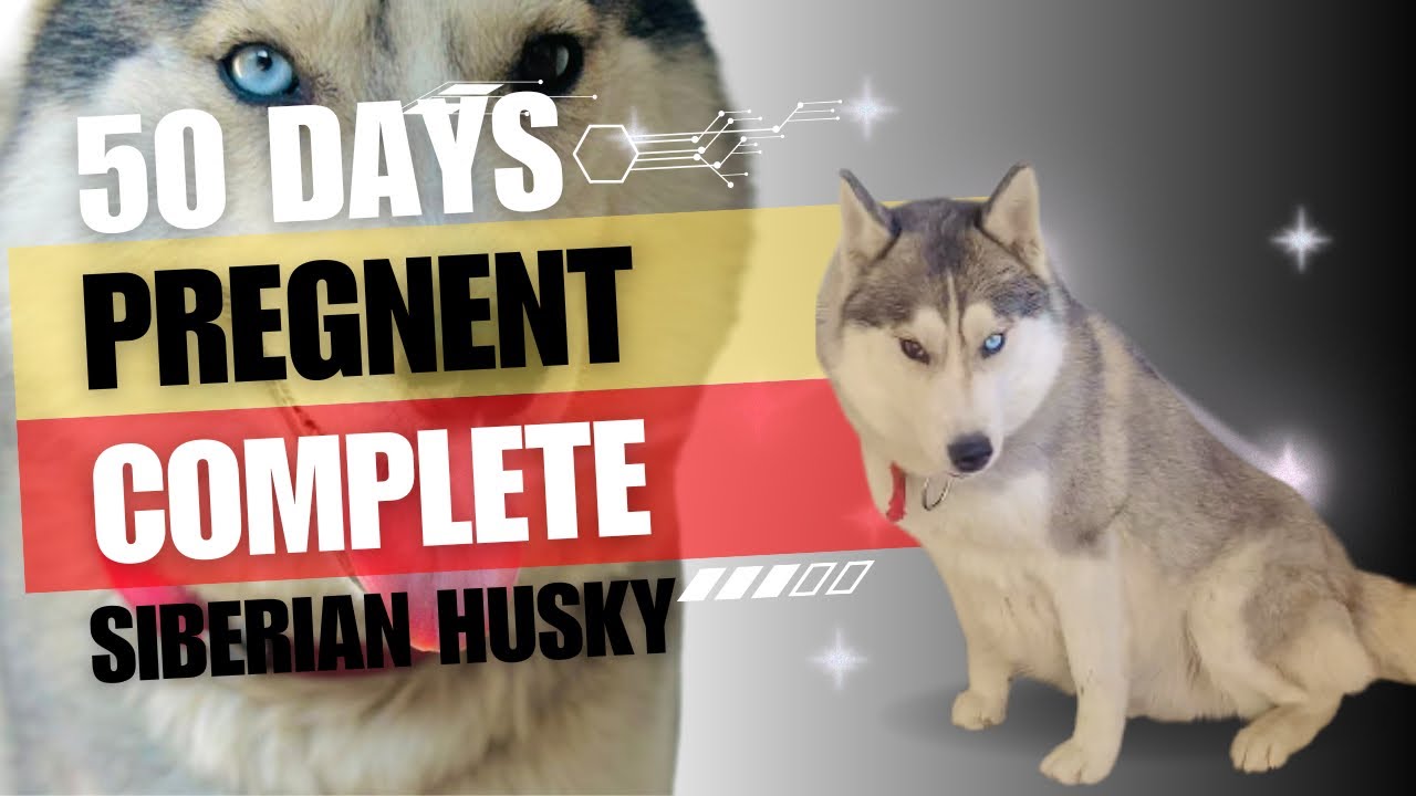 siberian husky pregnant | pregnant husky \ 50 days pregnant dog ...