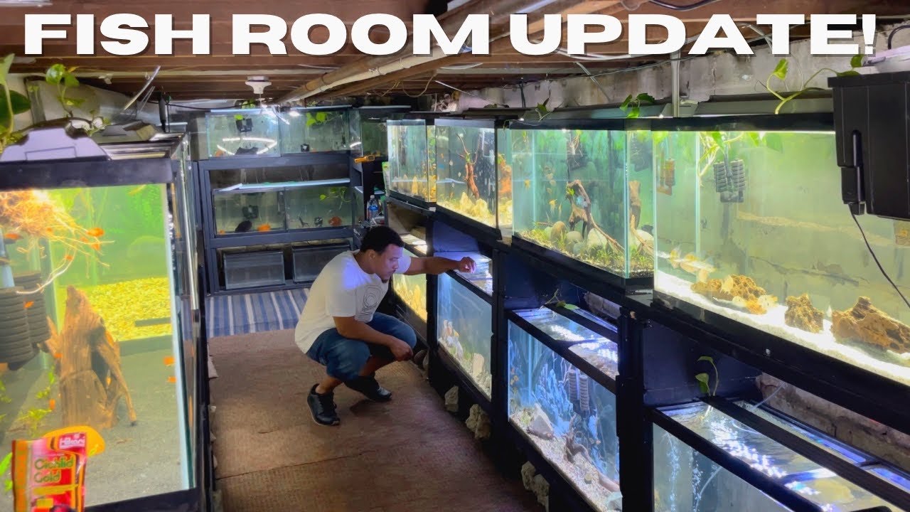 FINALLY ADDED MY MOST BEAUTIFUL FISH TO THE FISH ROOM! - YouTube