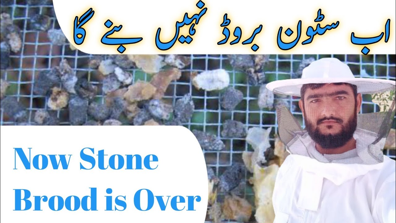 Stone Brood Honey bees Disease | StoneBrood Causes | Stone Brood ...