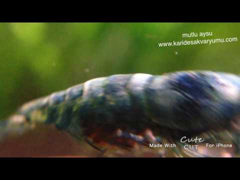 Blue Bolt Shrimp