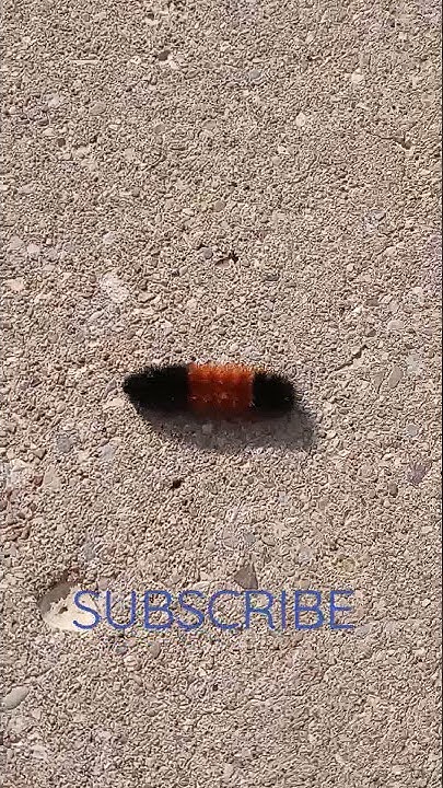 Caterpillar on the move - YouTube