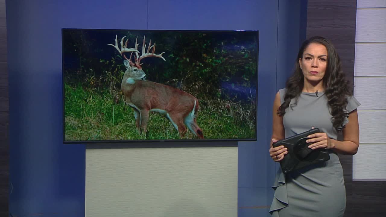 Virginia hunter accused of illegally killing 'one in a million' buck in ...