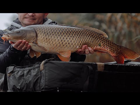 Sazan Balığı Haqqında Bilmədiklərimiz, balıq haqqında məlumat 1,5 metr, Çəkisi 35 kq olanları var.
