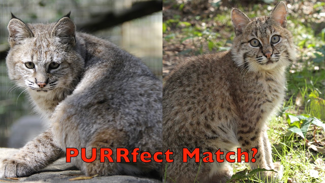 Baby Bobcats A PURRfect Match? - YouTube