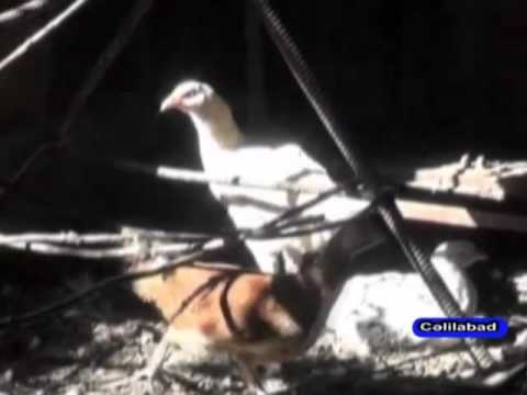 Cəlilabadda qeyri adi oğurluq edilib Ev quşlarının dimdiklərini yapışdırıb aparıblar 19 10 2015