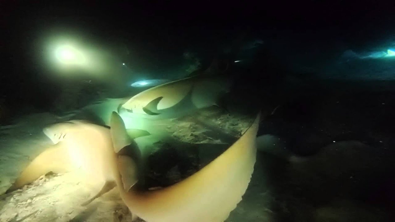 Scuba NIght Dive in the Maldives Sharks + Mantas - YouTube
