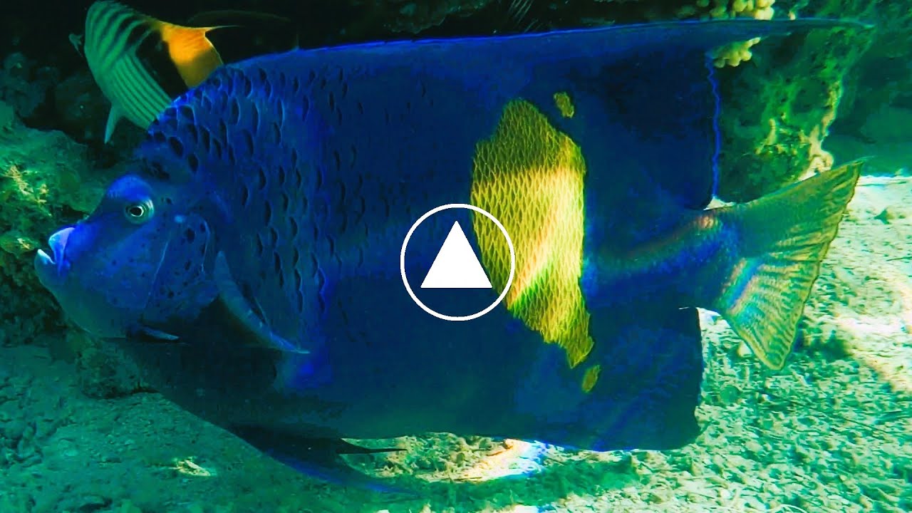 Admirer la beauté colorée du Poisson ange à croissant • Pomacanthus ...