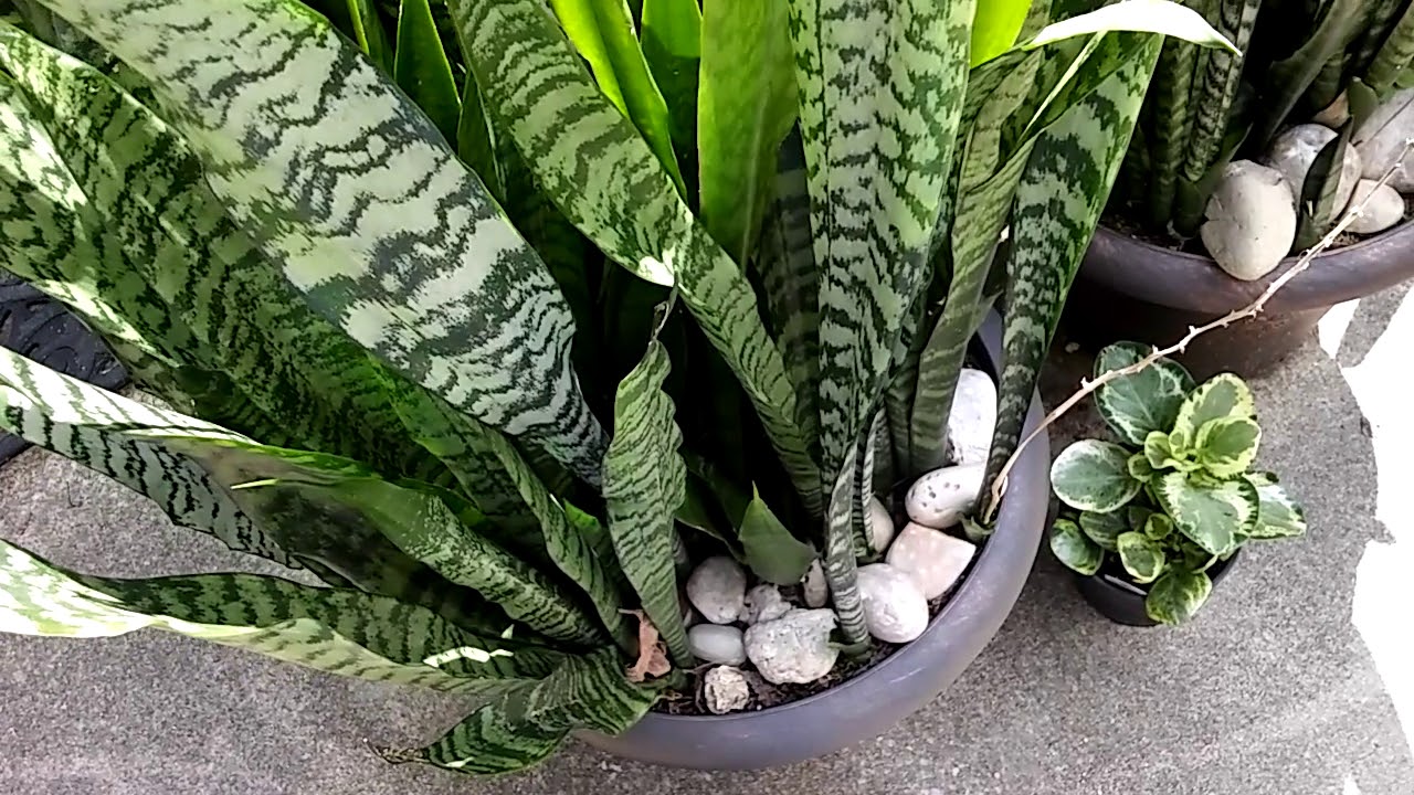 Growing...Diagnosing Mobile nutrients.....example #1 - YouTube