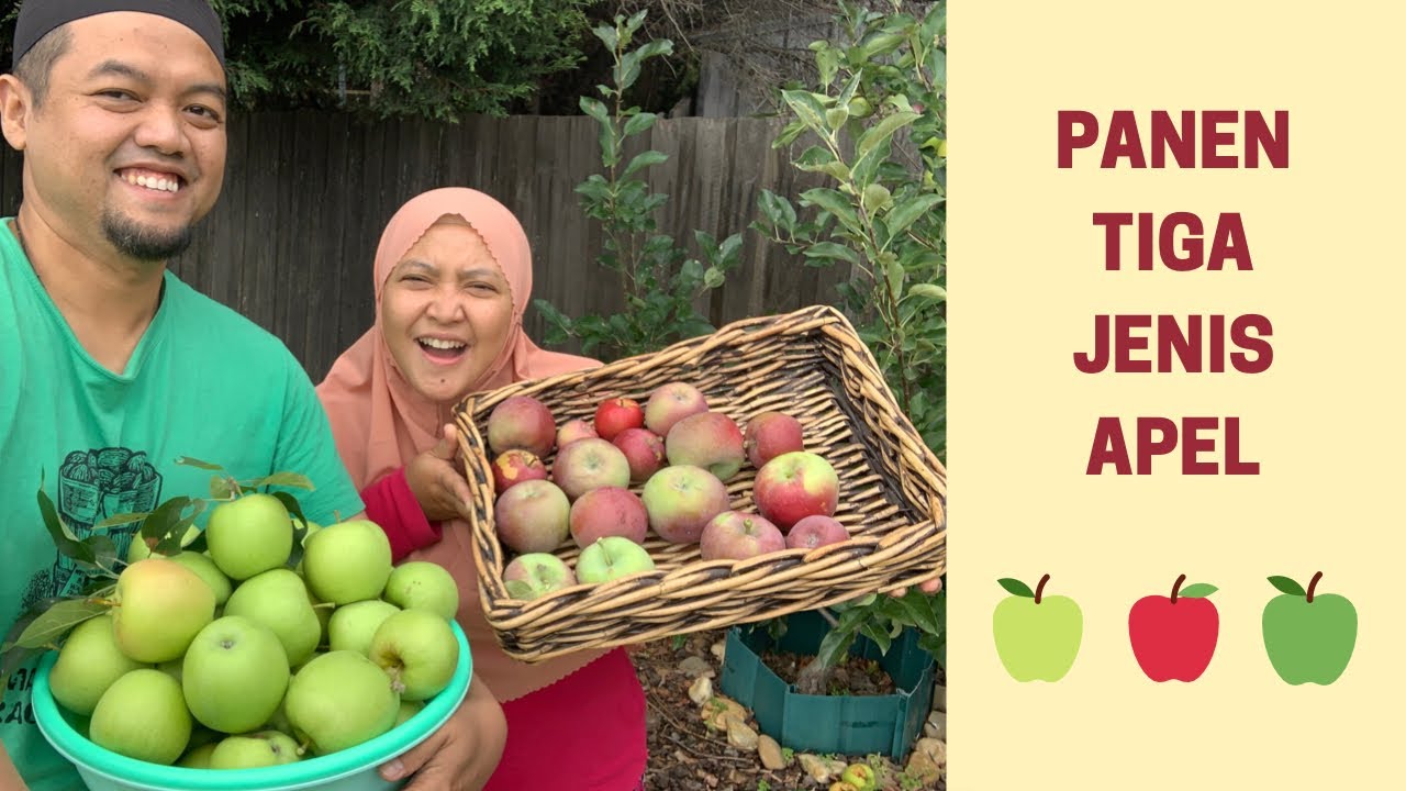 Panen Apel Dari Halaman Rumah - YouTube