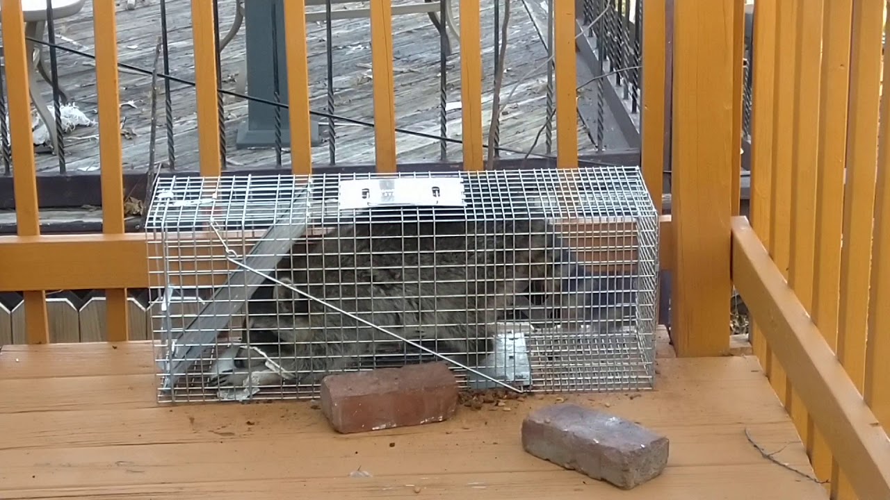 Sorry Raccoon, We need to send you back into the Wild - YouTube