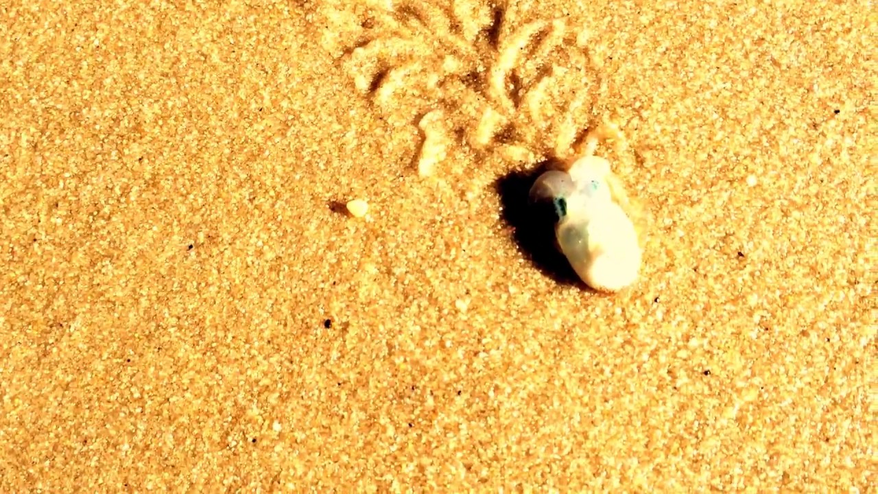 Baby Squid lost in the beach - YouTube