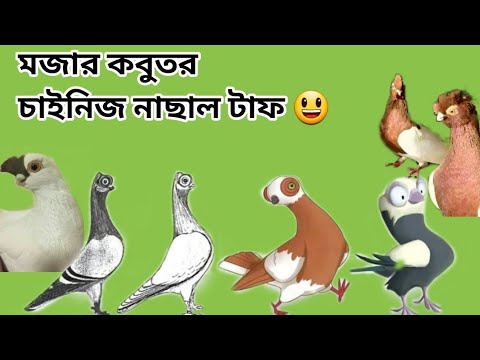 মজার কবুতর চাইনিজ নাছাল টাফ Chinese Nasal Tuff Pigeon | Budapest High ...