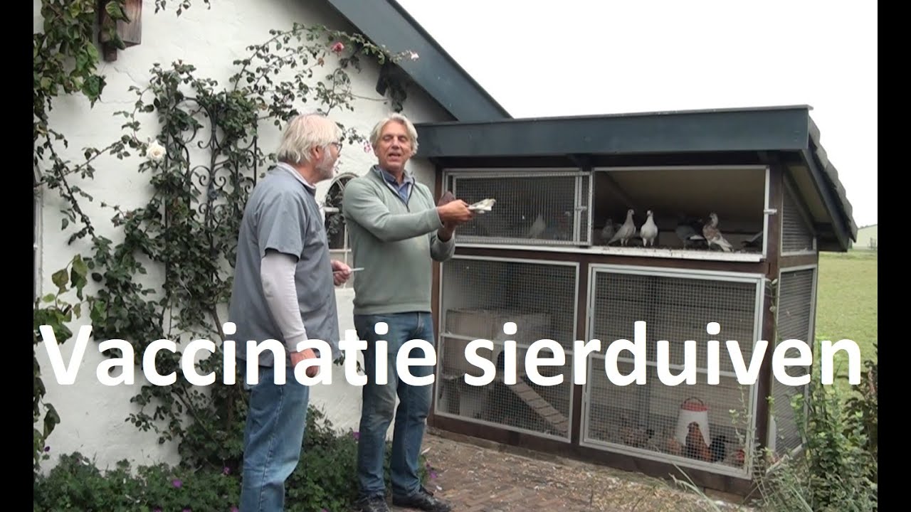Vaccinatie sierduiven - YouTube