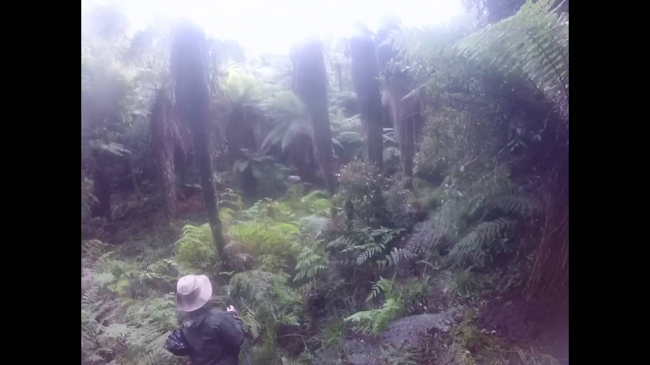 Pig hunt taranaki - YouTube